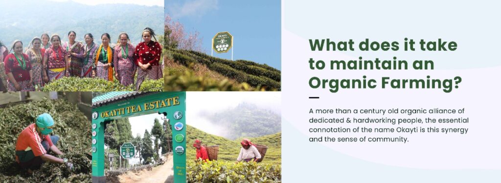 Fair Trade & Sustainability in Organic Tea Farming – Okayti
